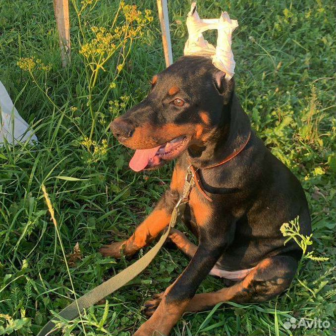 Щенок доберман мальчик