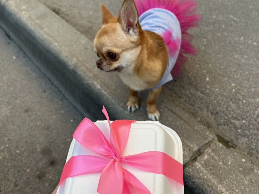 Платье для маленькой собачки