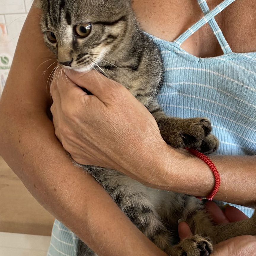 Кошка