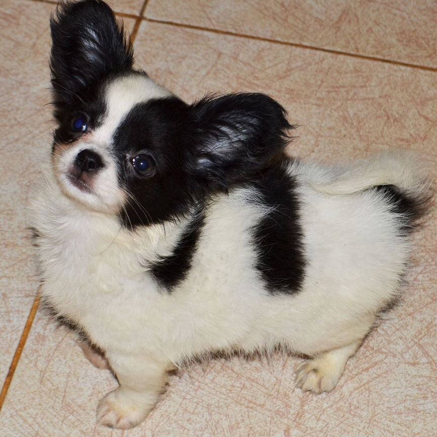 Чихуахуа д ш черно белый мальчик 2,5 мес