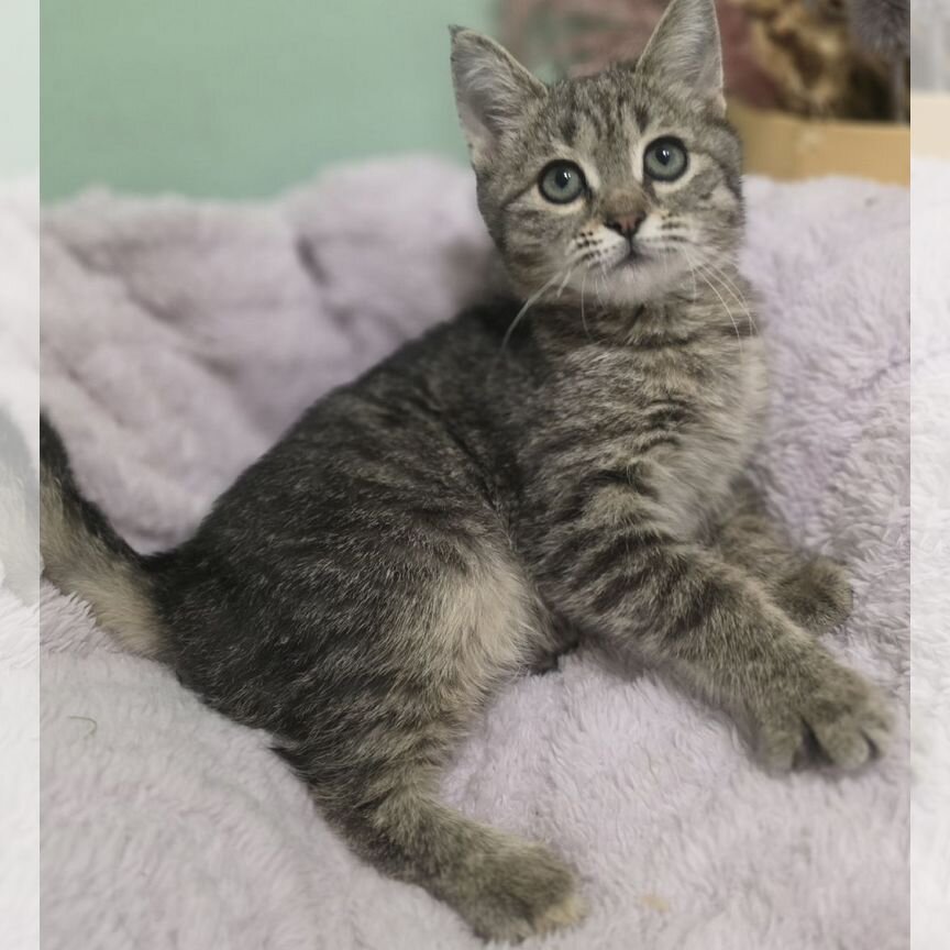 Котёнок в добрые руки