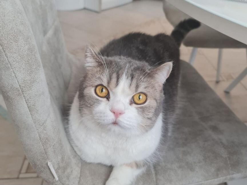 Котики бесплатно
