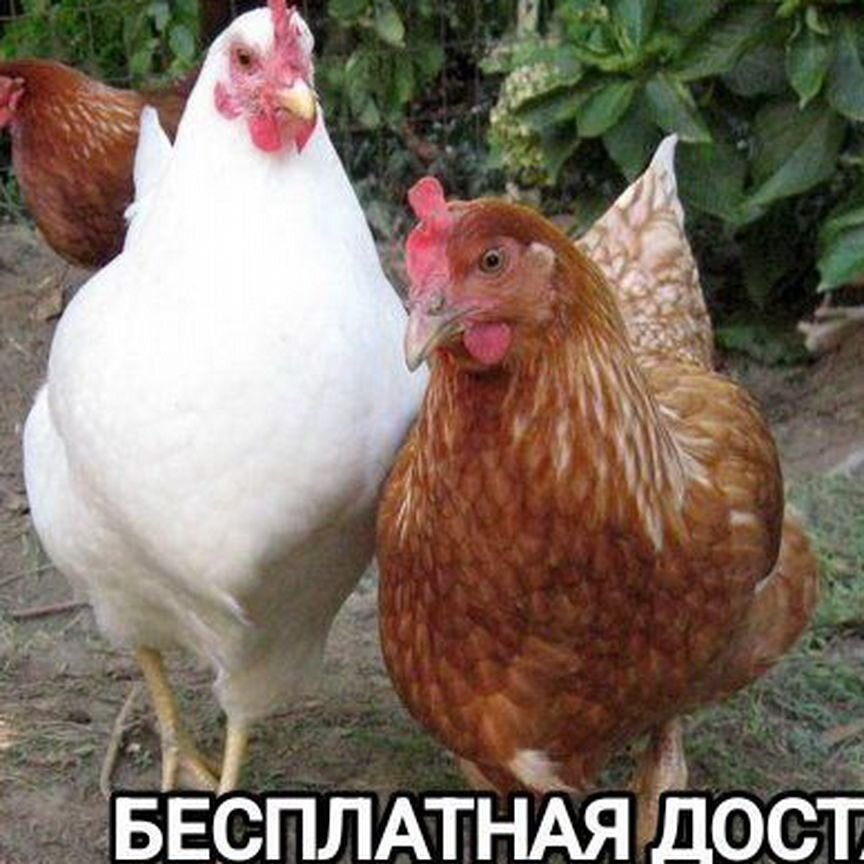 Куры несушки