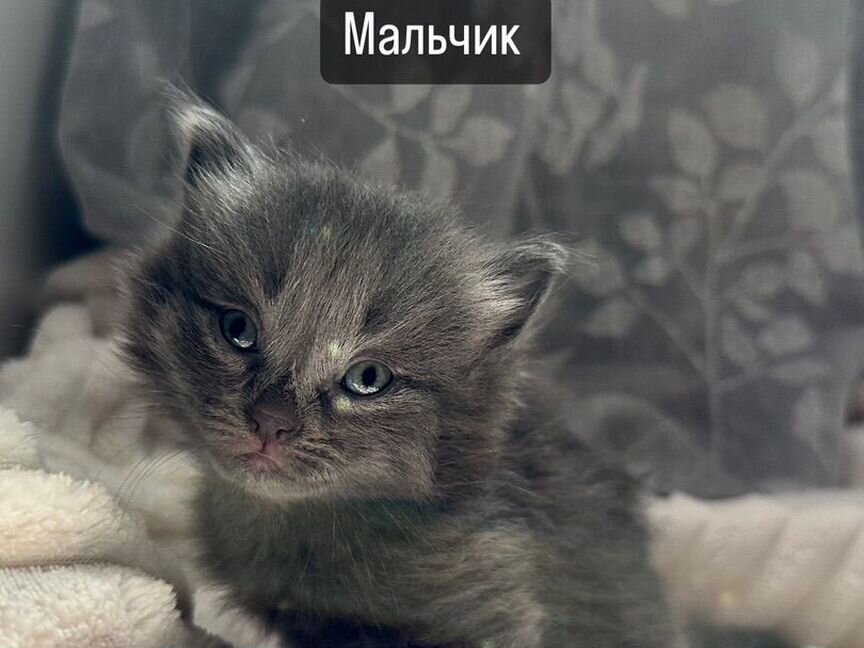 Котята мейн-кун (помесь)