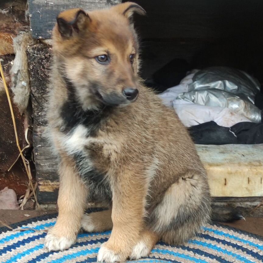 Восточносибирская лайка, щенок