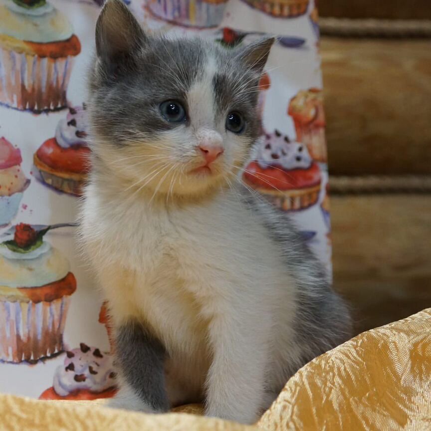 Пятнистый котик ищет дом