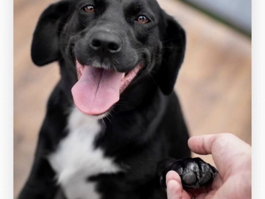 Собака Черри, приют, лазаревское