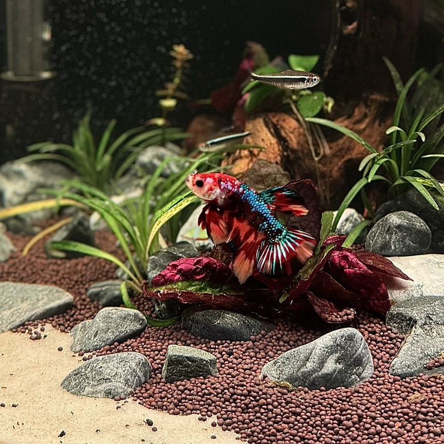 Рыбка петушок плакат кои