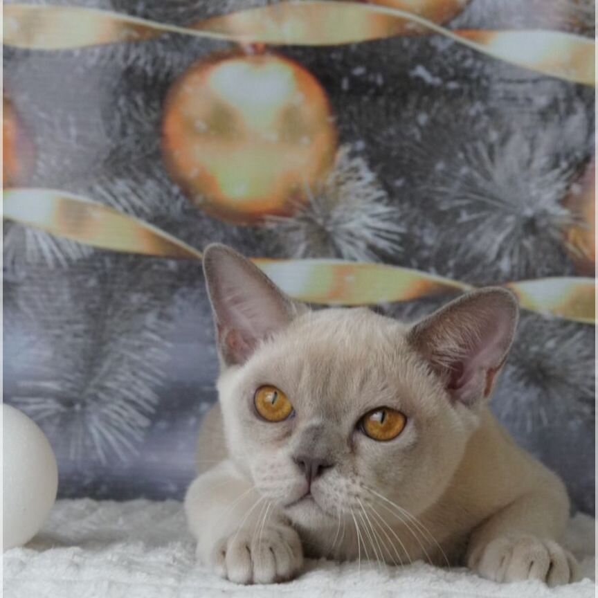 Европейский бурманский котёнок