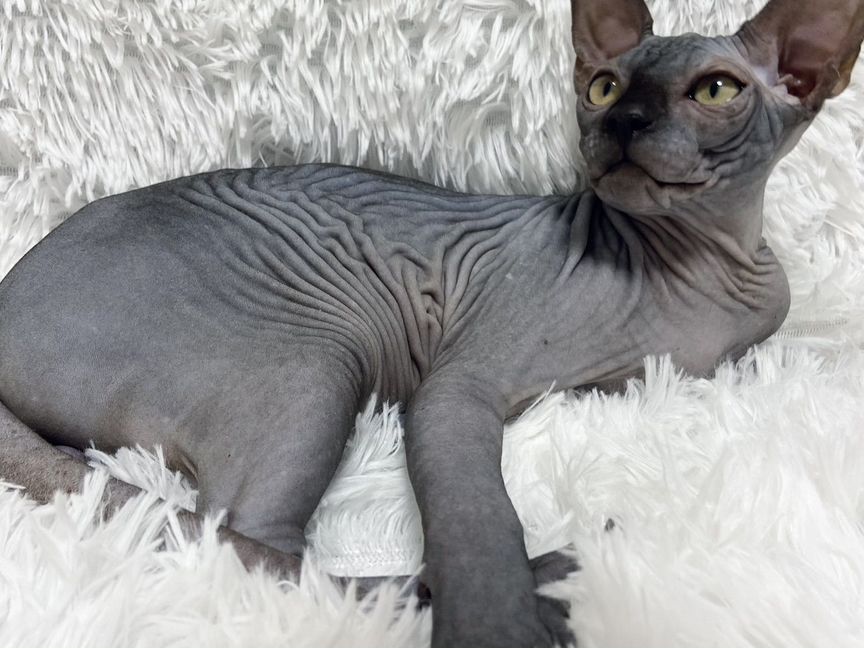 Канадский сфинкс