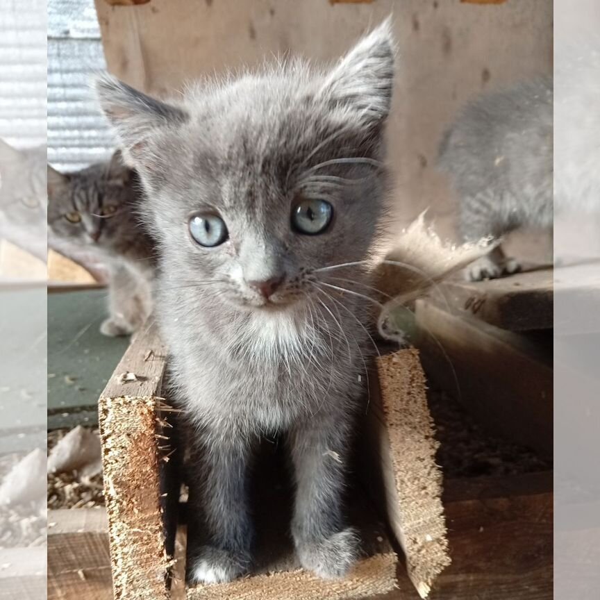 Котёнок в добрые руки