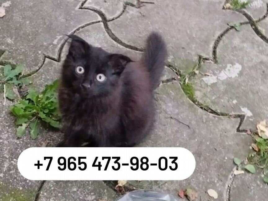 Вислоушки в дар