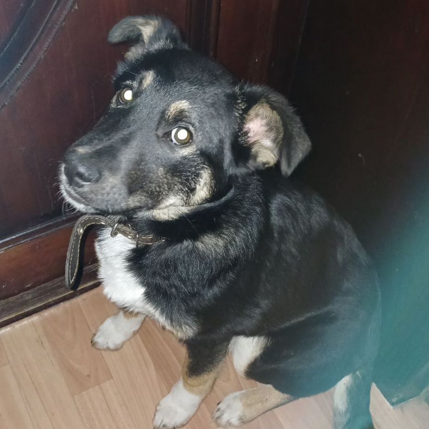 Щенок в добрые руки