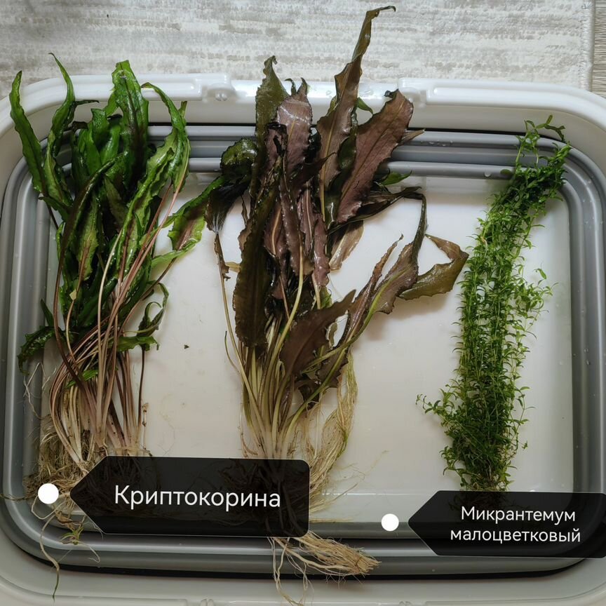 Аквариумные растения