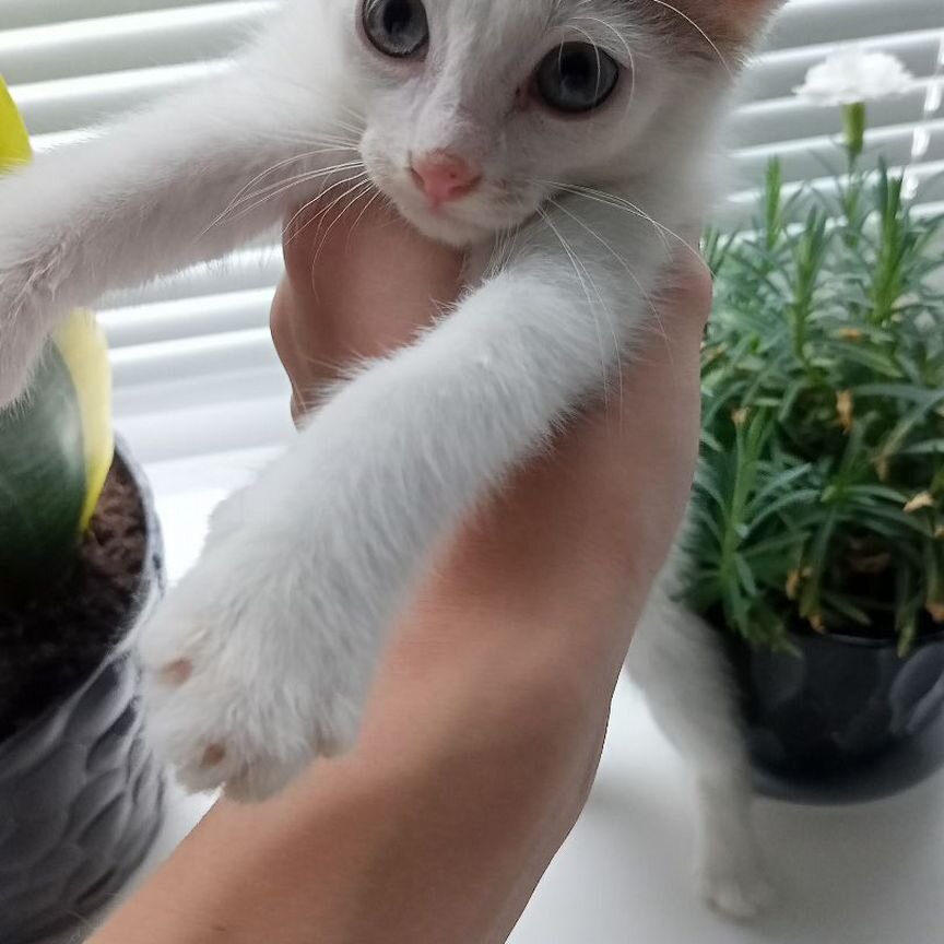 Отдам котенка в добрые руки, очень игривый