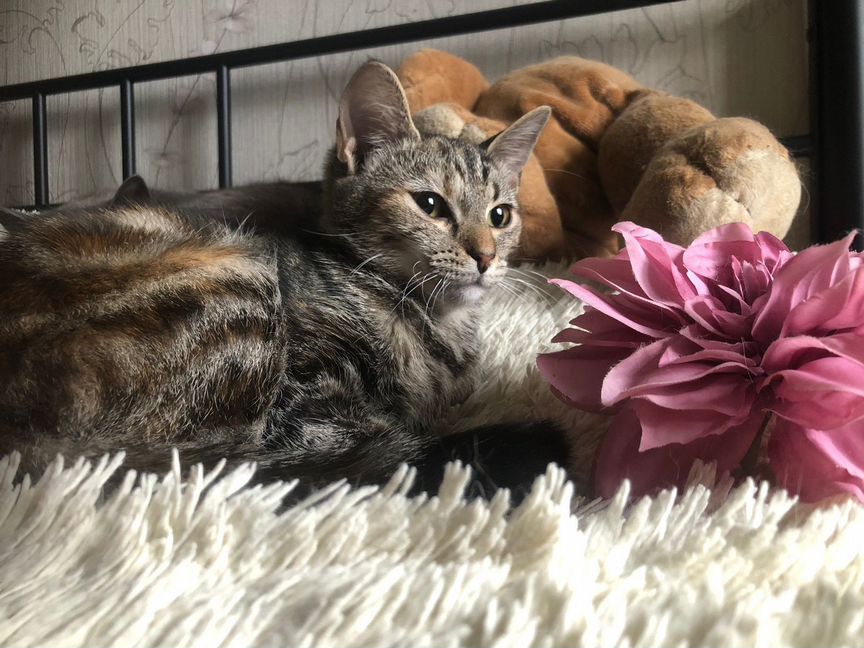 Кошка Кнопка
