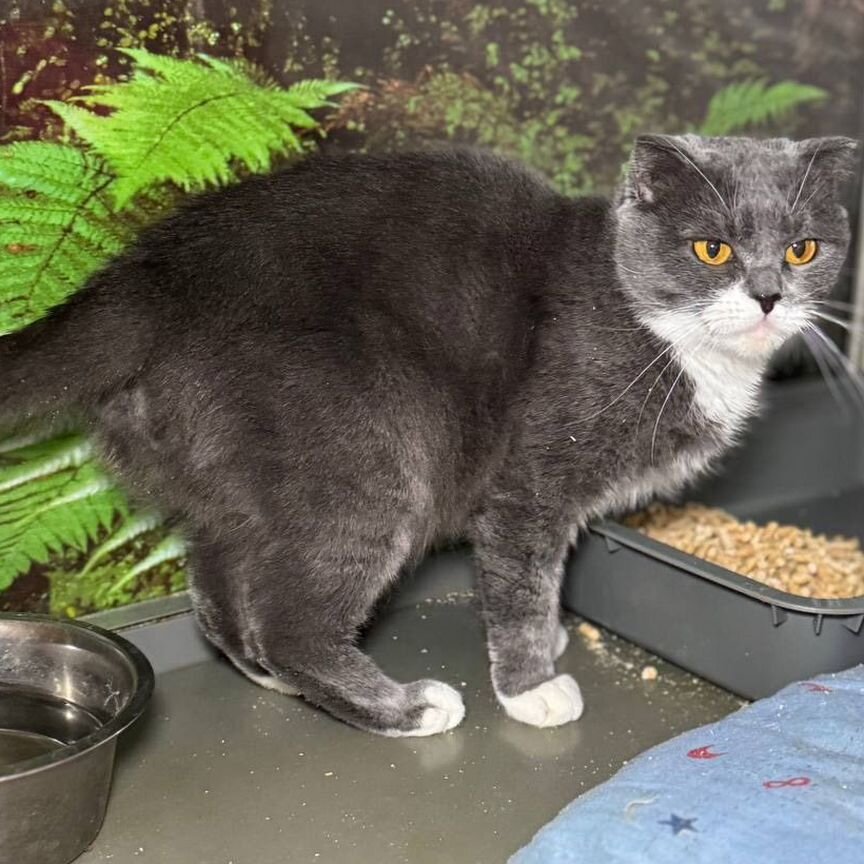 Шотландский вислоухий короткошёрстный, взрослый кот