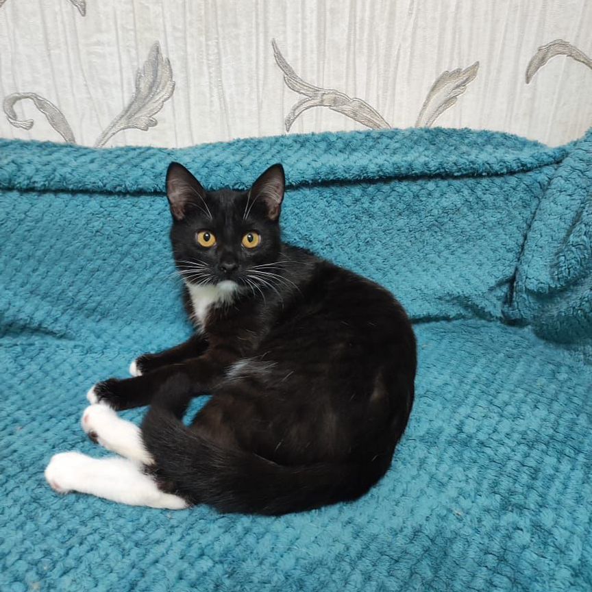 Котенок Феликс в хорошую семью