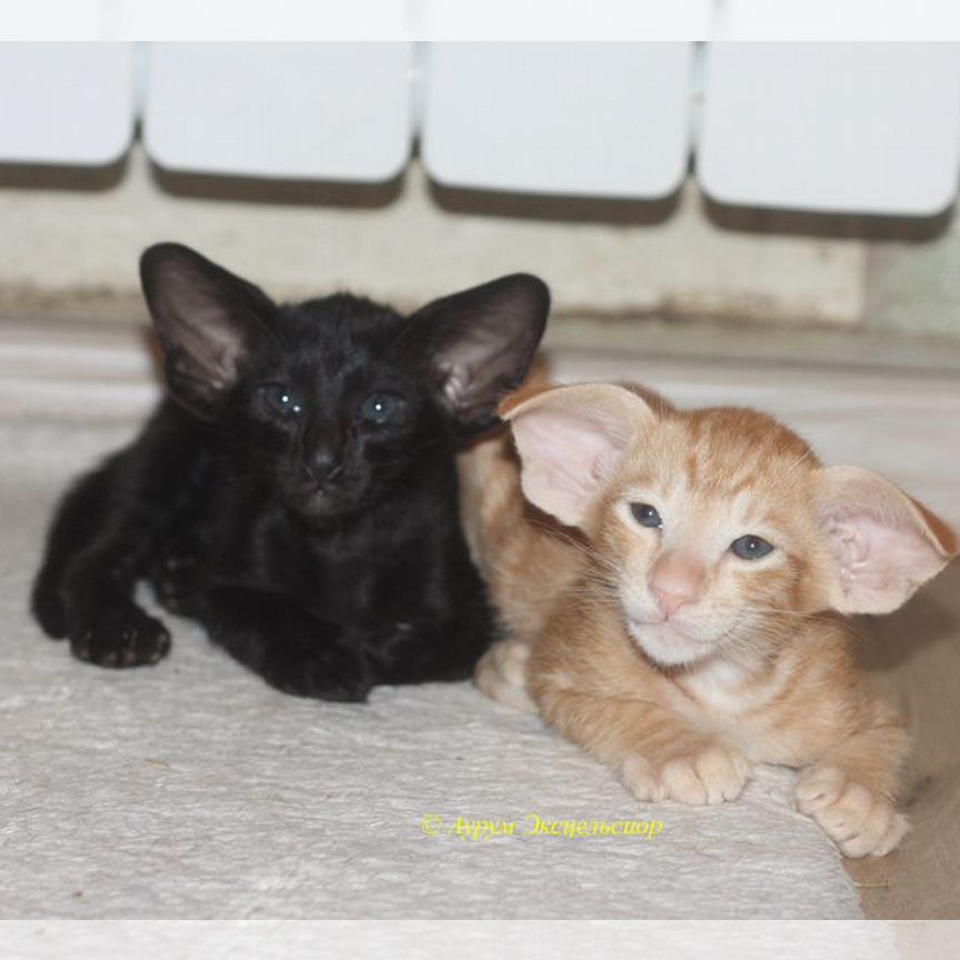 Ориентальный котёнок