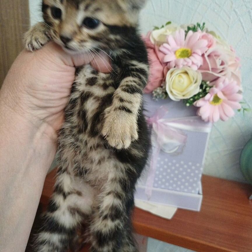 Прелестные бенгальские котята разного пола