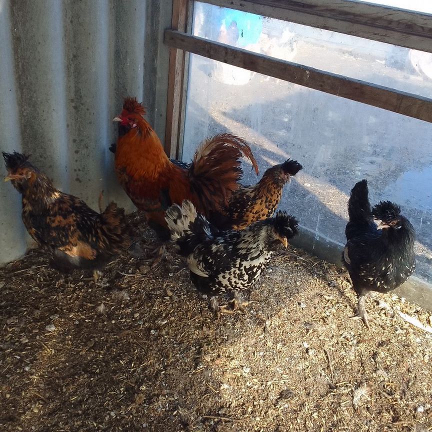 Павловское серебро.золото.китайские шелковые