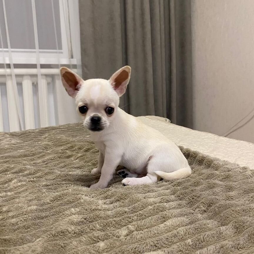 Щенки чихуахуа стандарт