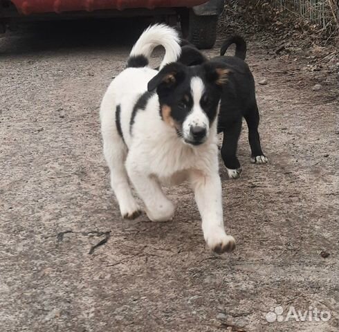 Щенок Беляш ищет дом