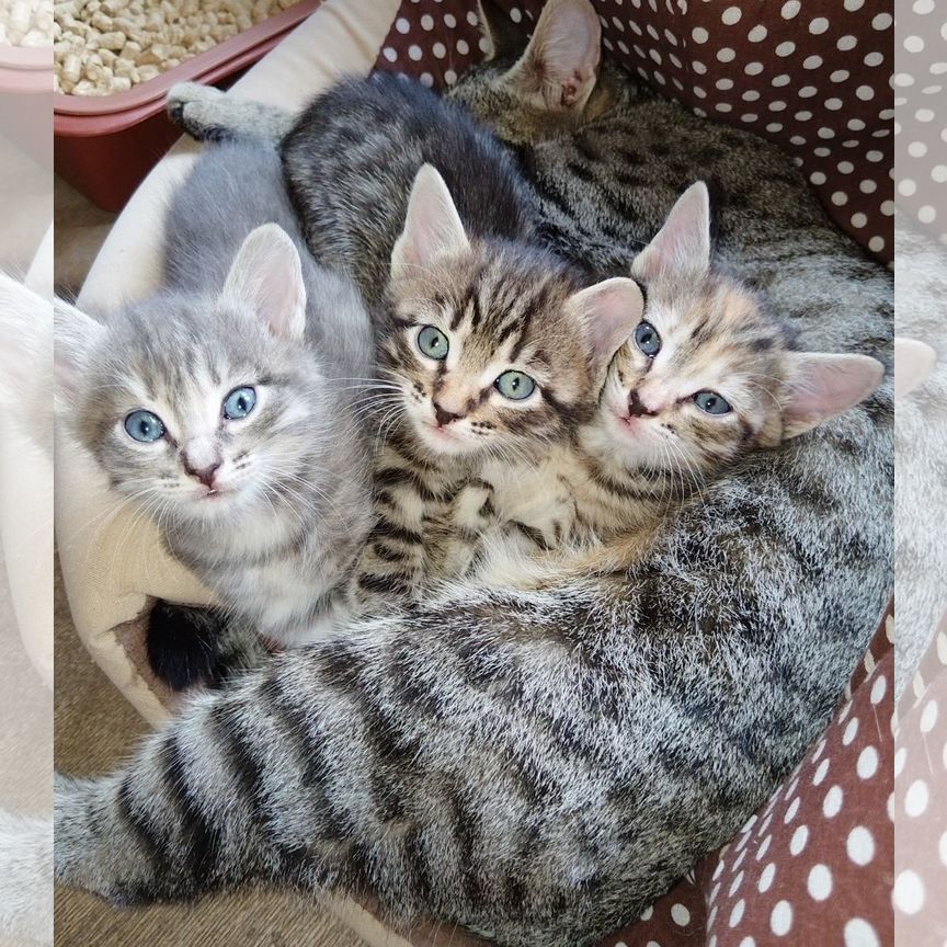 Котята