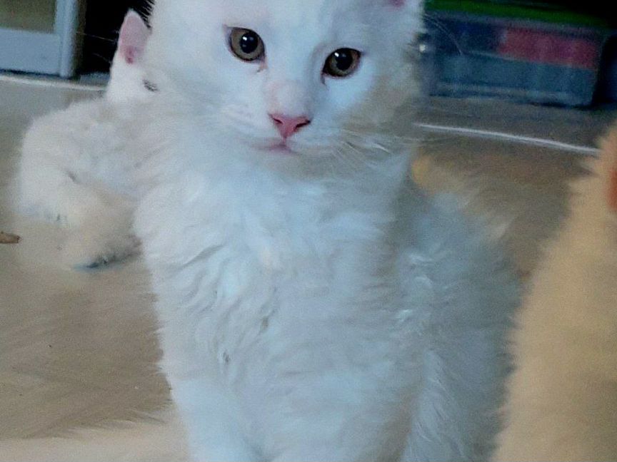 Котёнок мейн-кун. Альпийский снежный