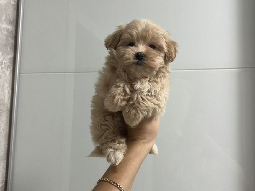 Мальтипу ф1 мини девочка в носочках