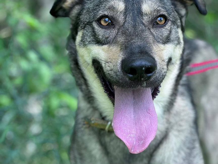 Приютский пёс Блюм станет преданным другом