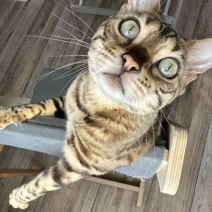 Бенгальская кошка