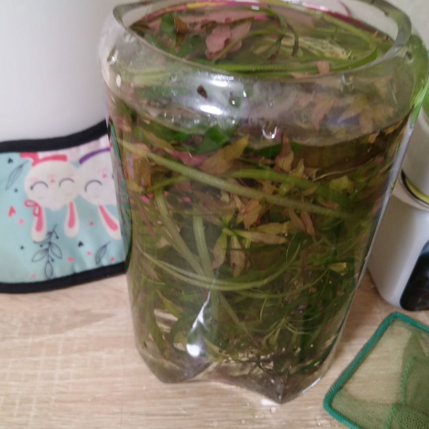 Аквариумные растения бесплатно