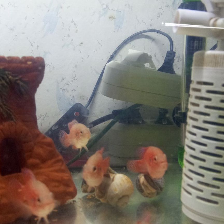 Хромис красавец рыбки