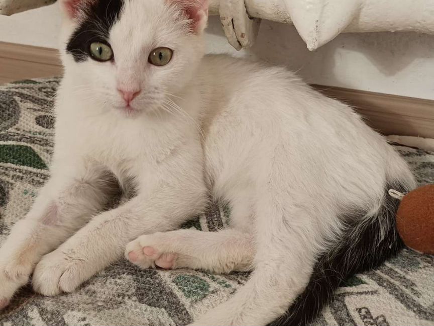 Котенок Кокос в добрые руки