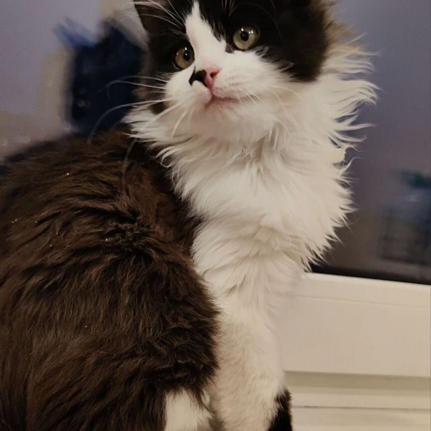 Котёнок 3,5 месяца
