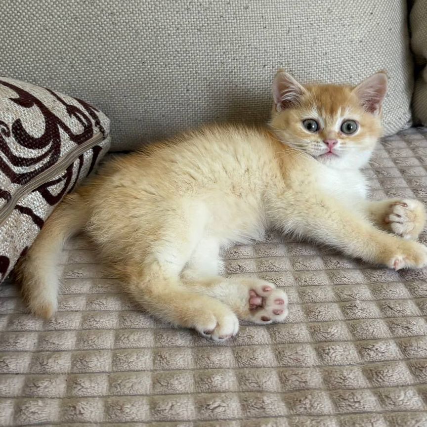Шотландские котята