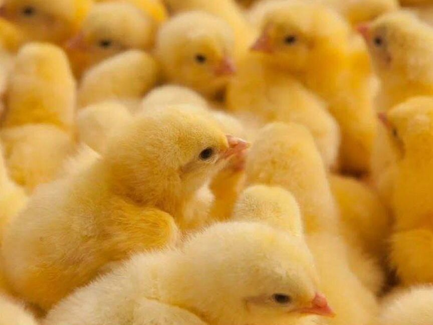 Цыплята бройлеры кобб 500