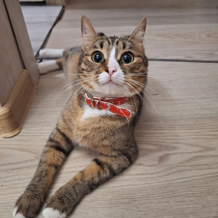 Кошечка Лиза