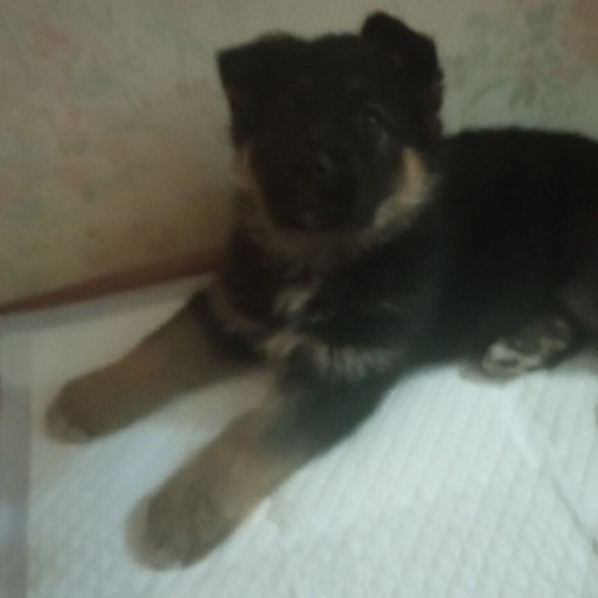 Нашелся щенок