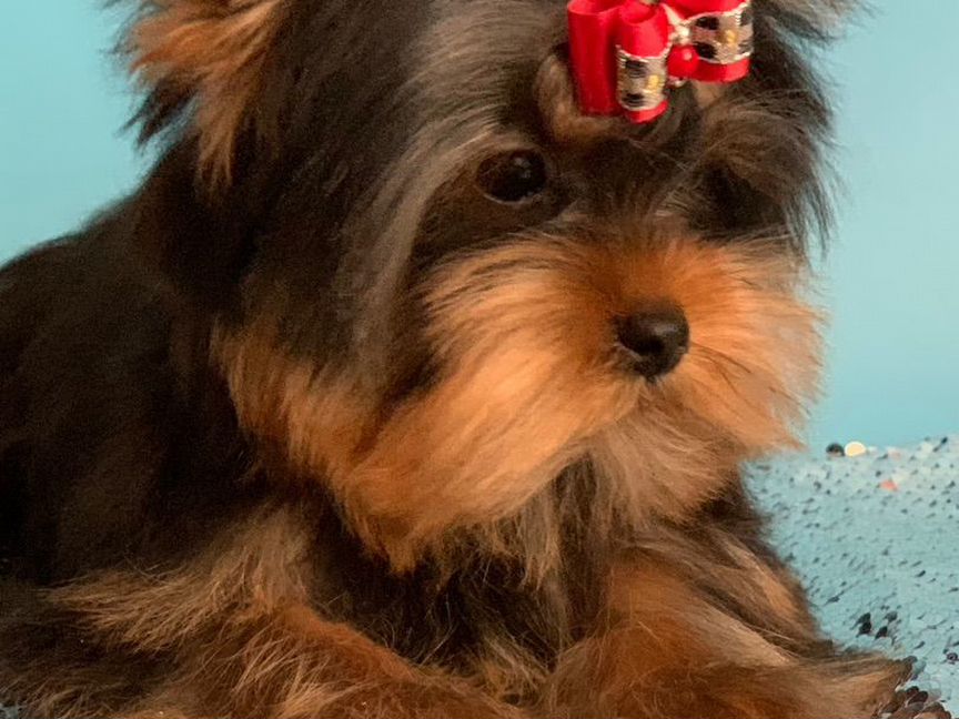 Супер мини йорк мальчик