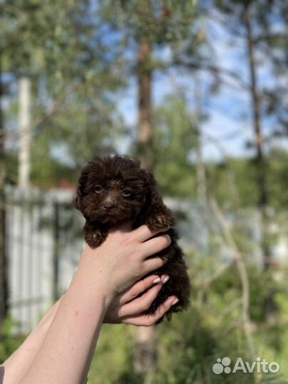 Той пудель тикап