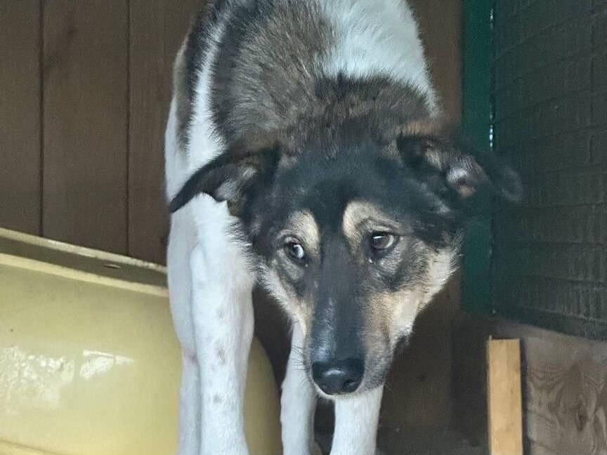 Малыш грустит в приюте