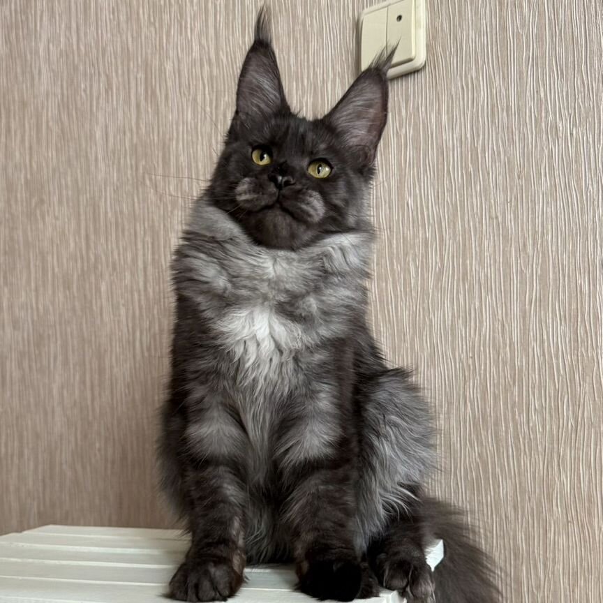 Мейн-кун котёнок