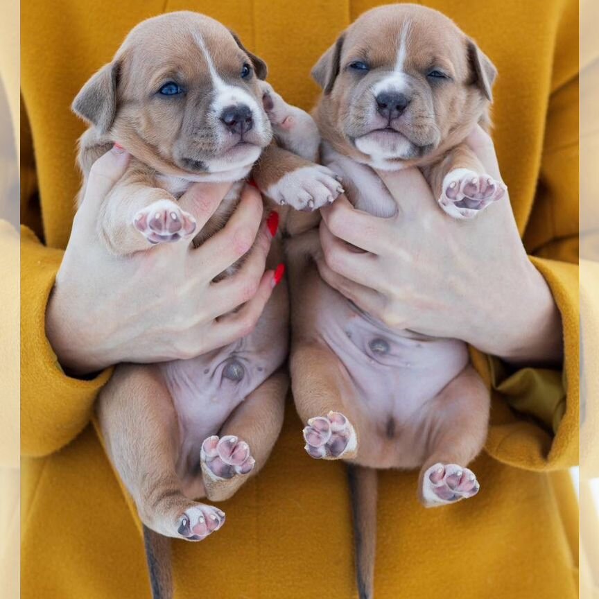 Американский стаффордширский терьер, щенок