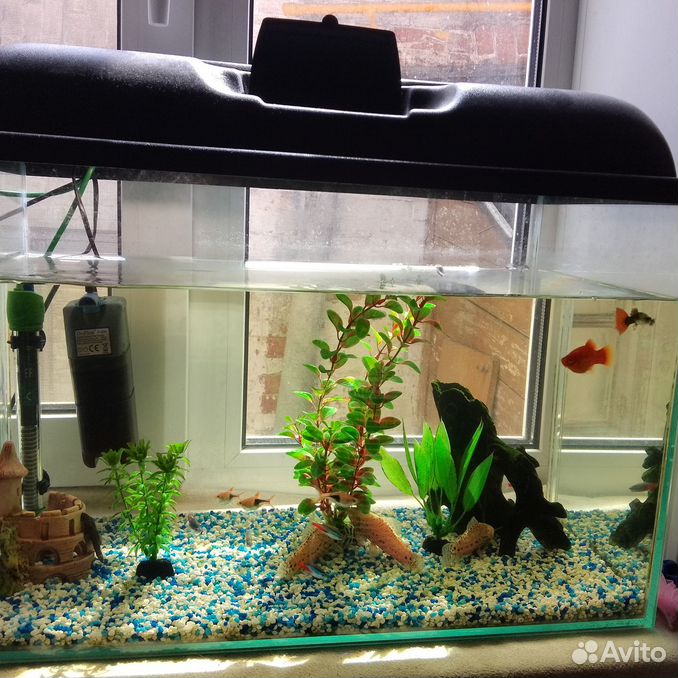 Продажа аквариумных рыбок