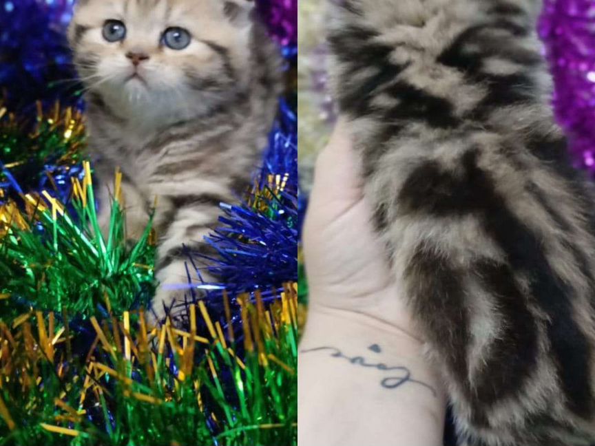 Шотландские котята