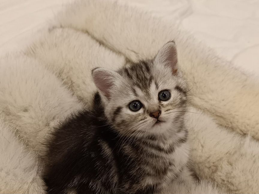 Шотландские котята