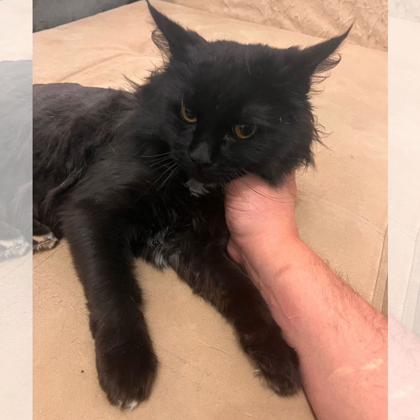 Мейн-кун котёнок