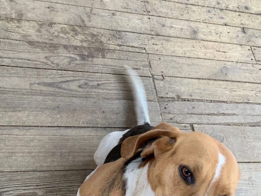 Эстонская гончая вязка